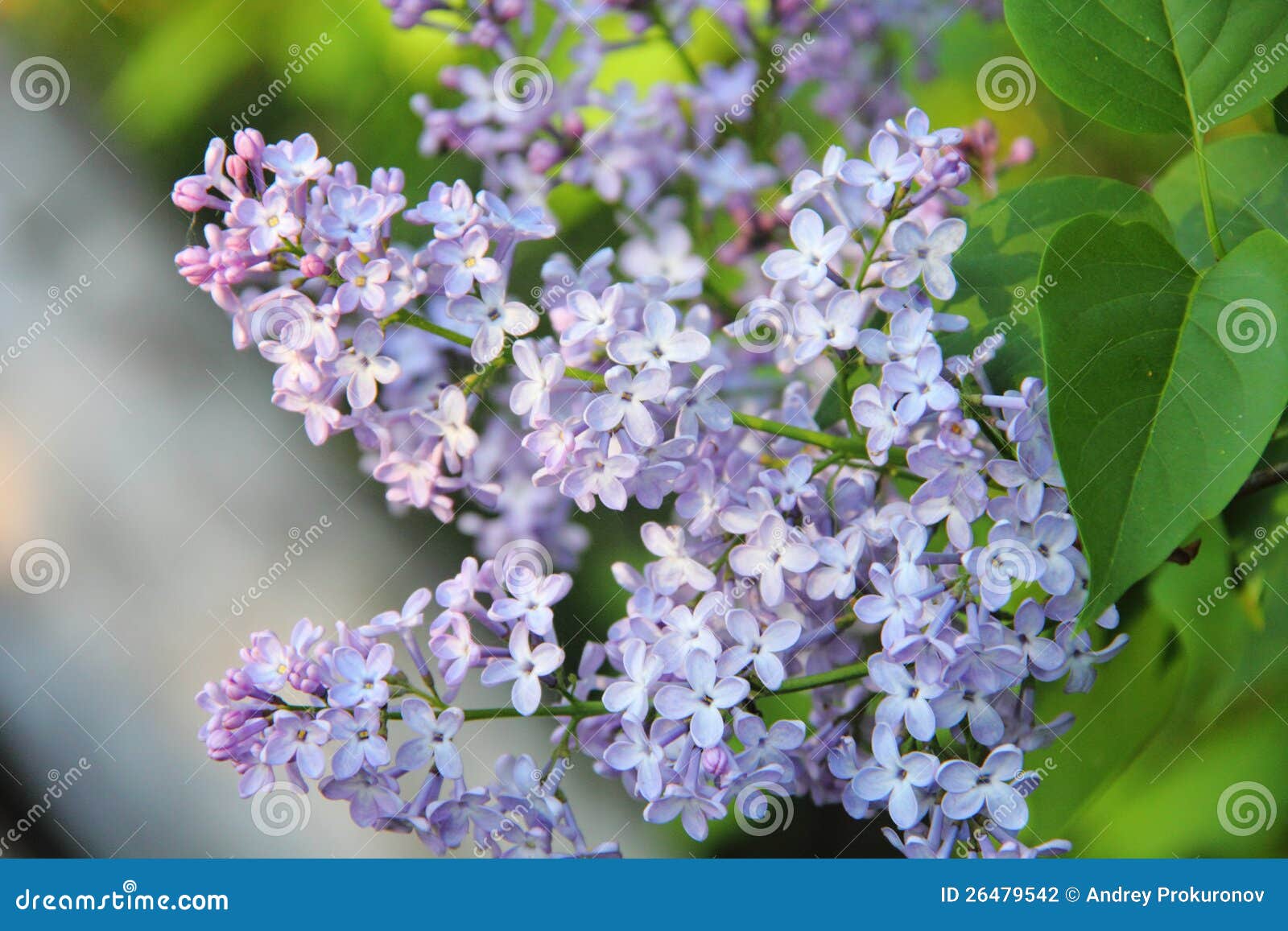 Lila. Flor. foto de archivo. Imagen de formal, copia - 26479542