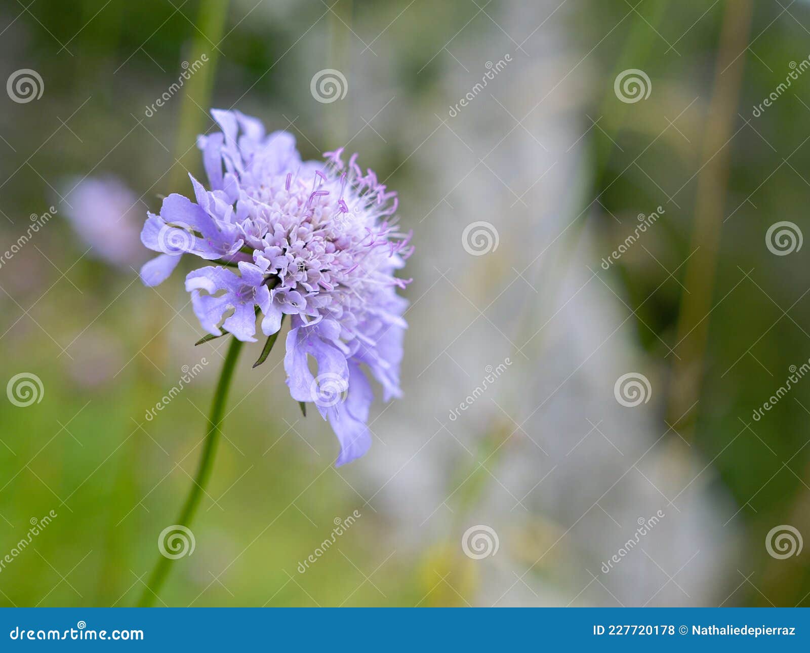 Lila flower in the forest stock photo. Image of lila - 227720178