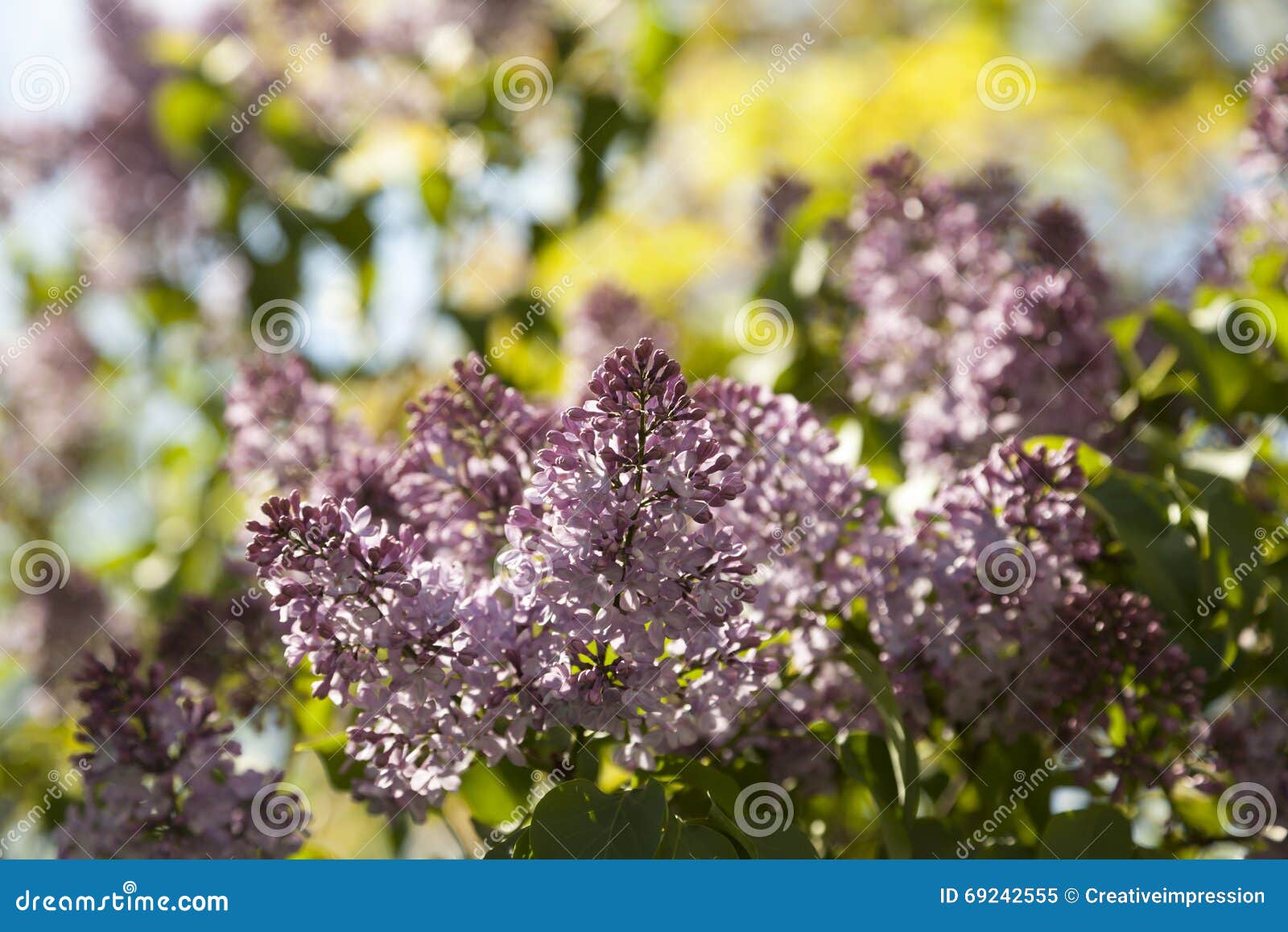 Lila flower stock image. Image of lilac, violet, syringa - 69242555