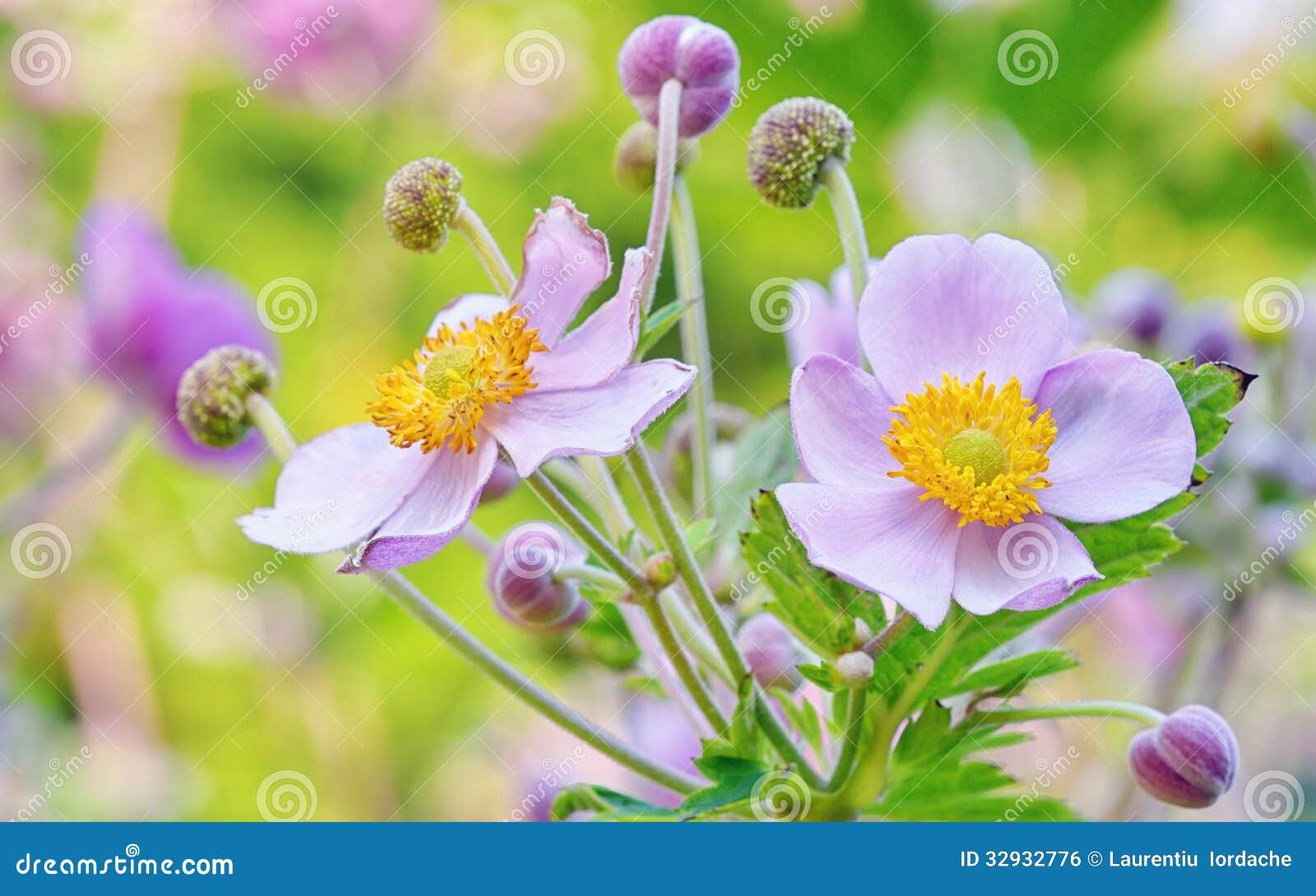 Lila flowers, macro stock photo. Image of beauty, fresh - 32932776