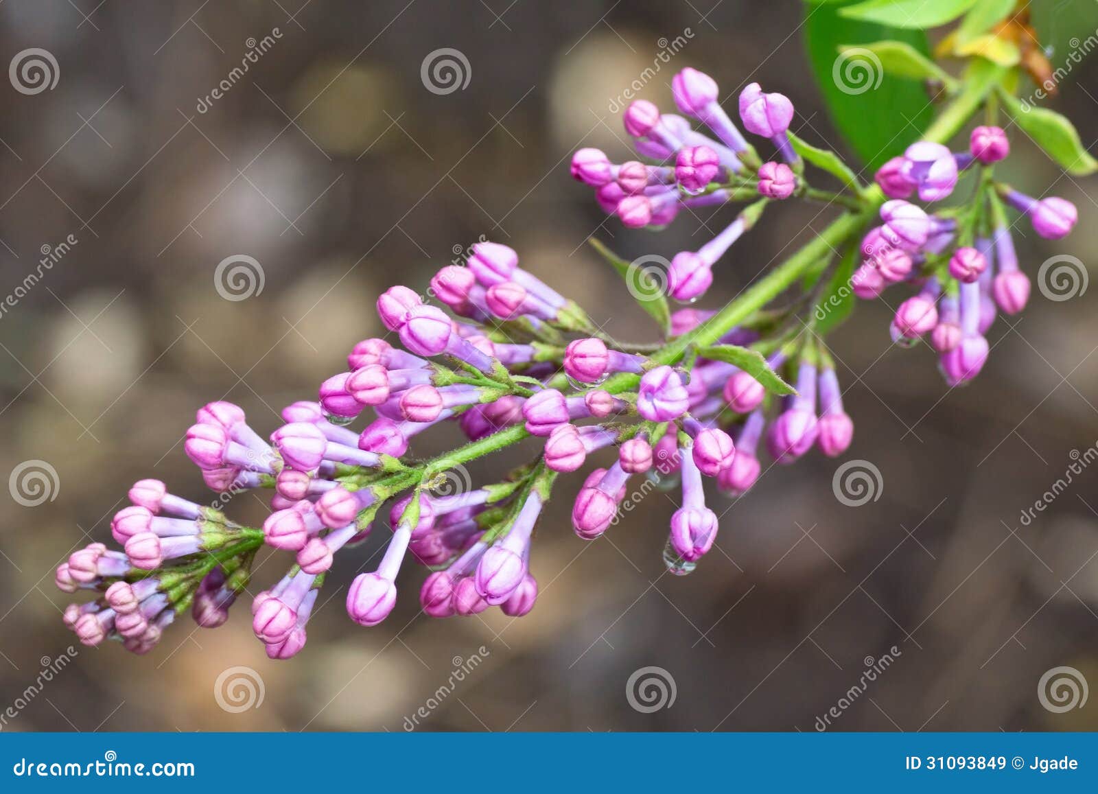 Lila Knospen nach Regen stockbild. Bild von botanisch - 31093849