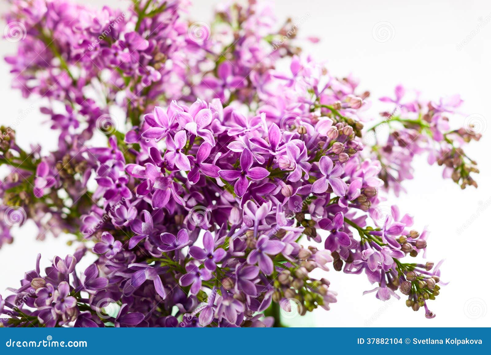 Lila violeta foto de archivo. Imagen de regalo, aroma - 37882104