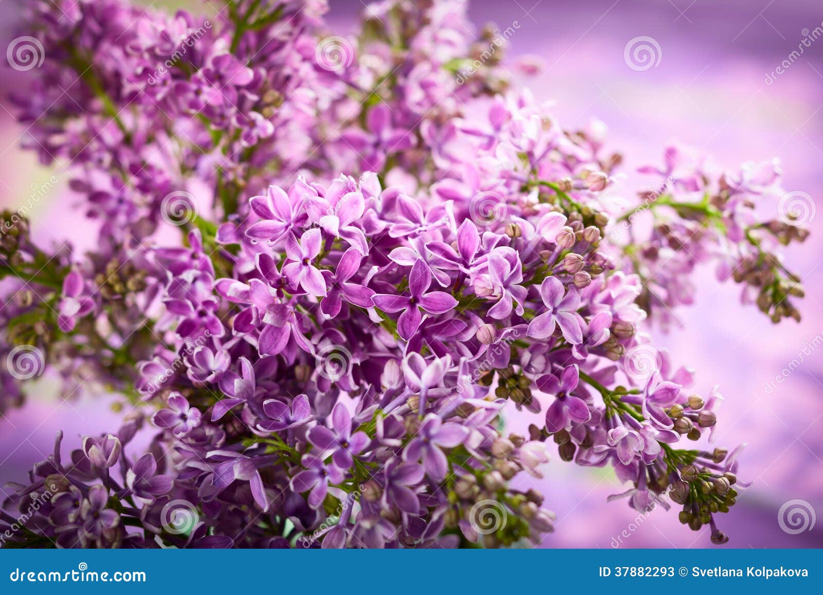 Lila violeta imagen de archivo. Imagen de tarjeta, flora - 37882293