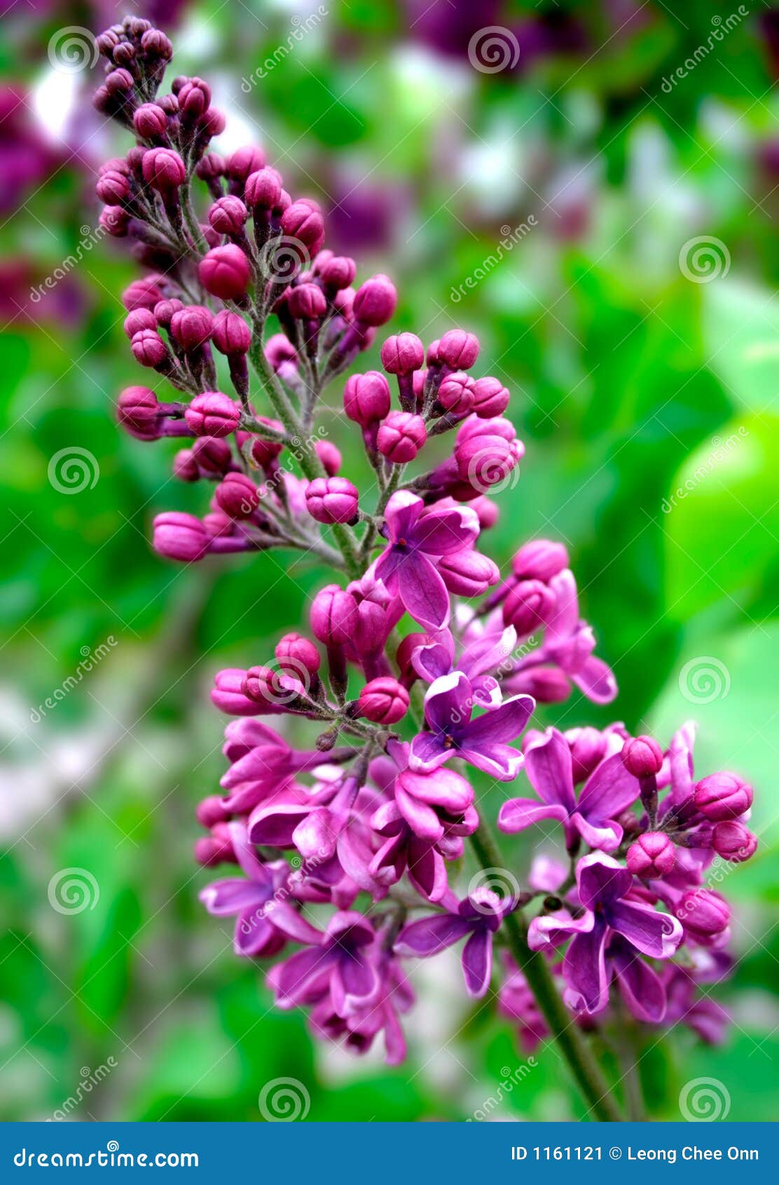 Lilac stock image. Image of flowers, bush, bright, artistic - 1161121
