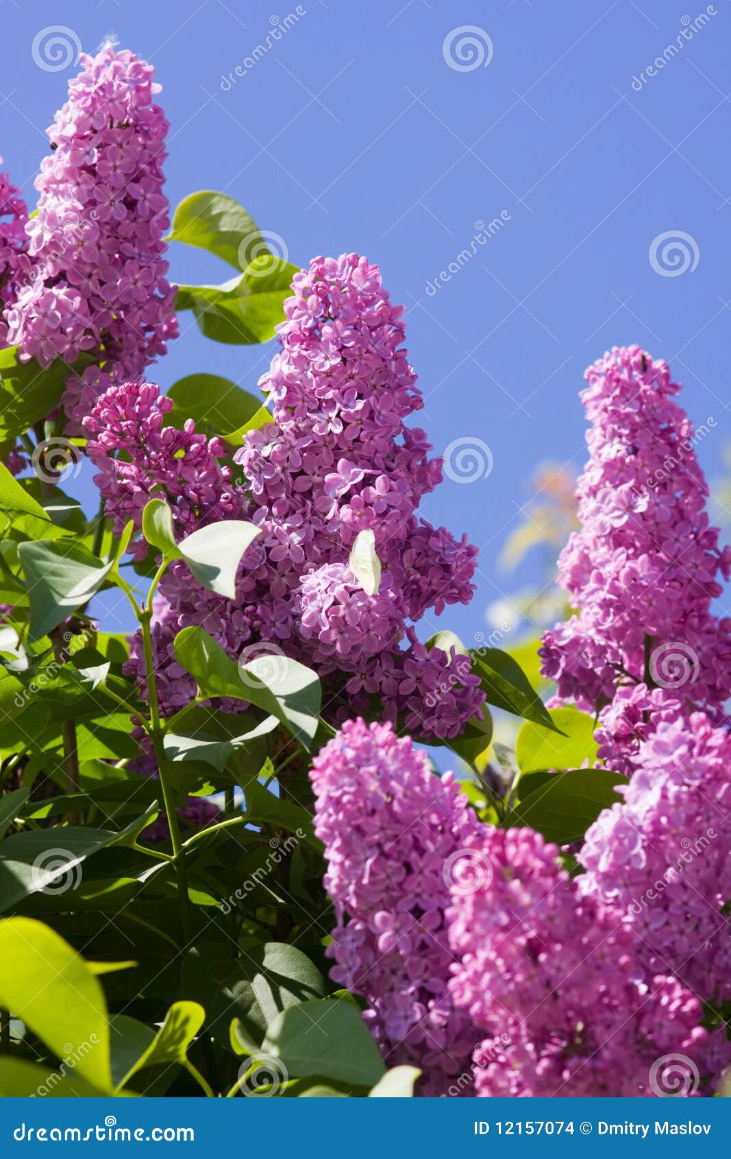 Lilac stock photo. Image of beauty, garden, blossom, vibrant - 12157074