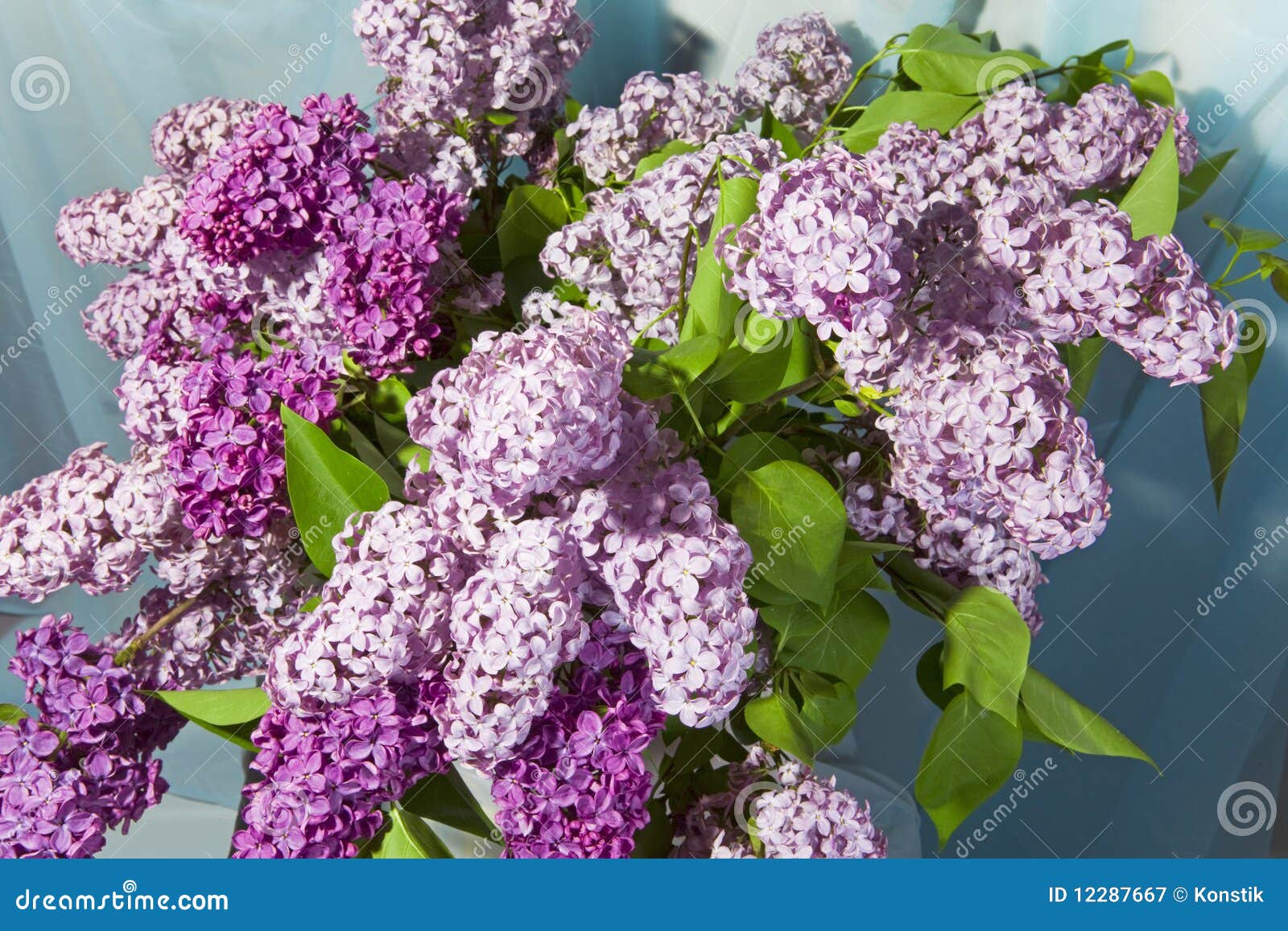 Lilac stock image. Image of color, seasons, decor, blooming - 12287667