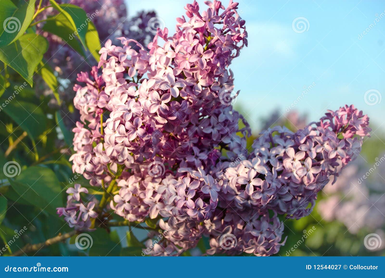 Lilac stock image. Image of flowers, nature, large, lilac - 12544027