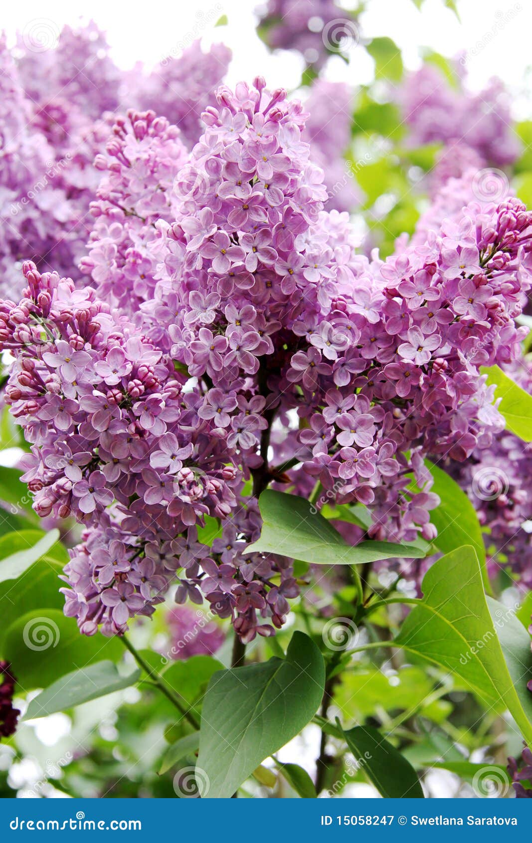 Lilac stock image. Image of nature, color, head, smell - 15058247