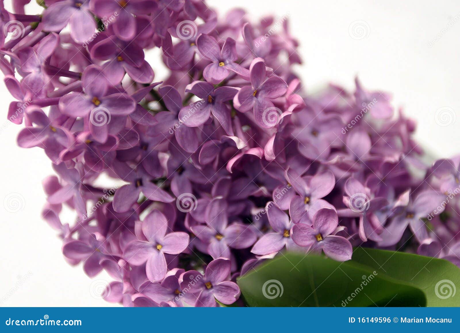 Lilac stock photo. Image of lilac, petals, single, flower - 16149596