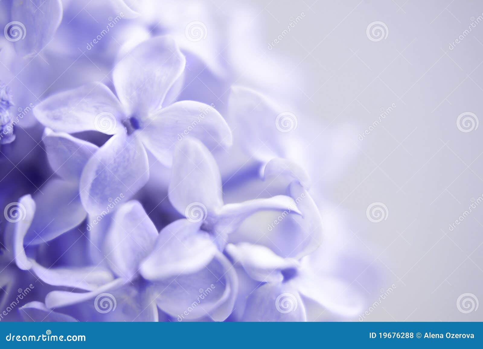 Lilac stock photo. Image of plant, macro, color, bush - 19676288