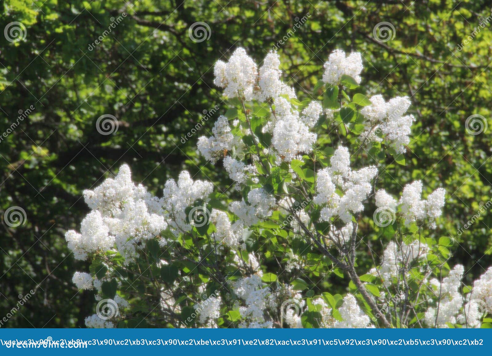 Lilac stock image. Image of countryside, agriculture - 221956603