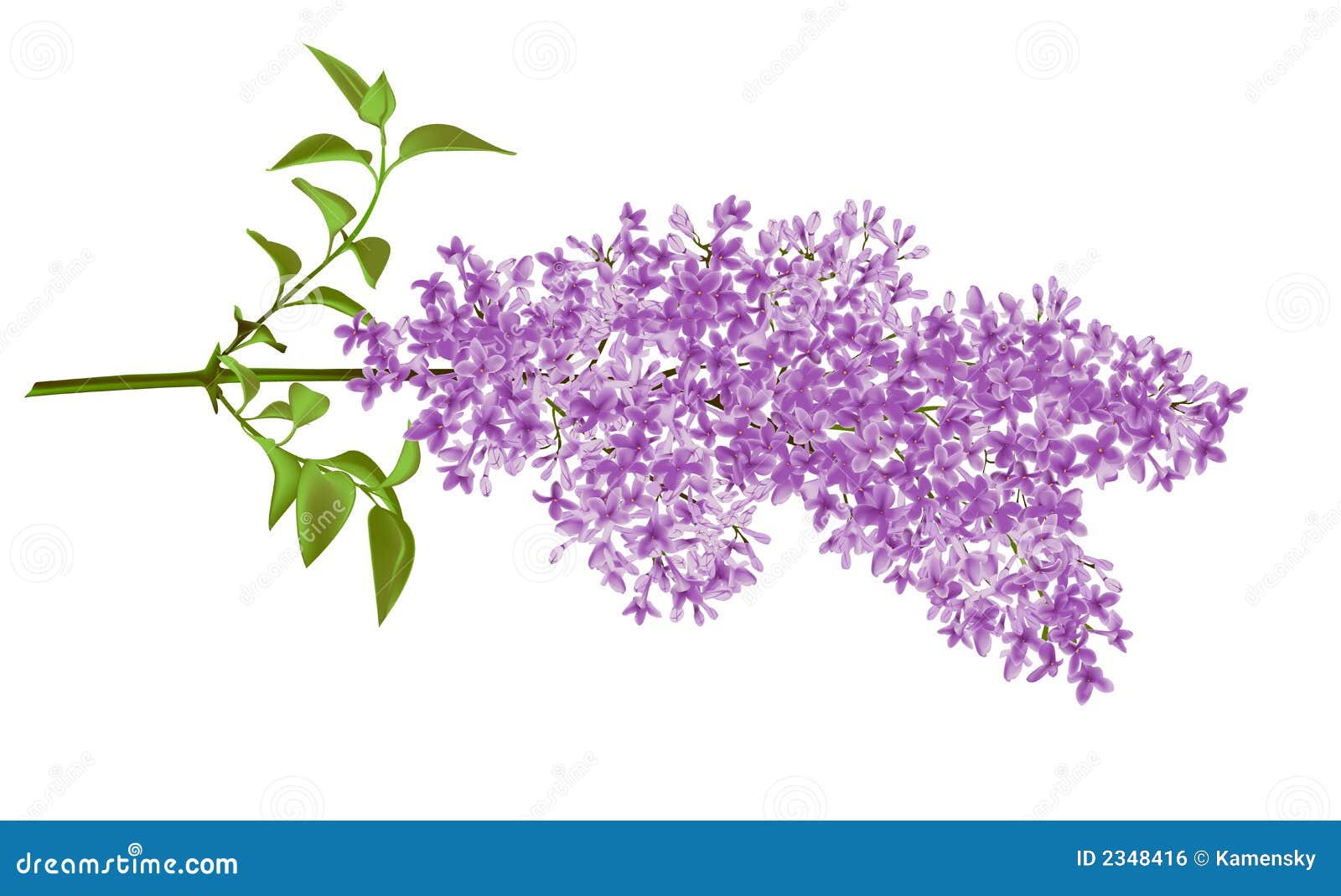 Lilac stock vector. Illustration of ornate, paintings - 2348416