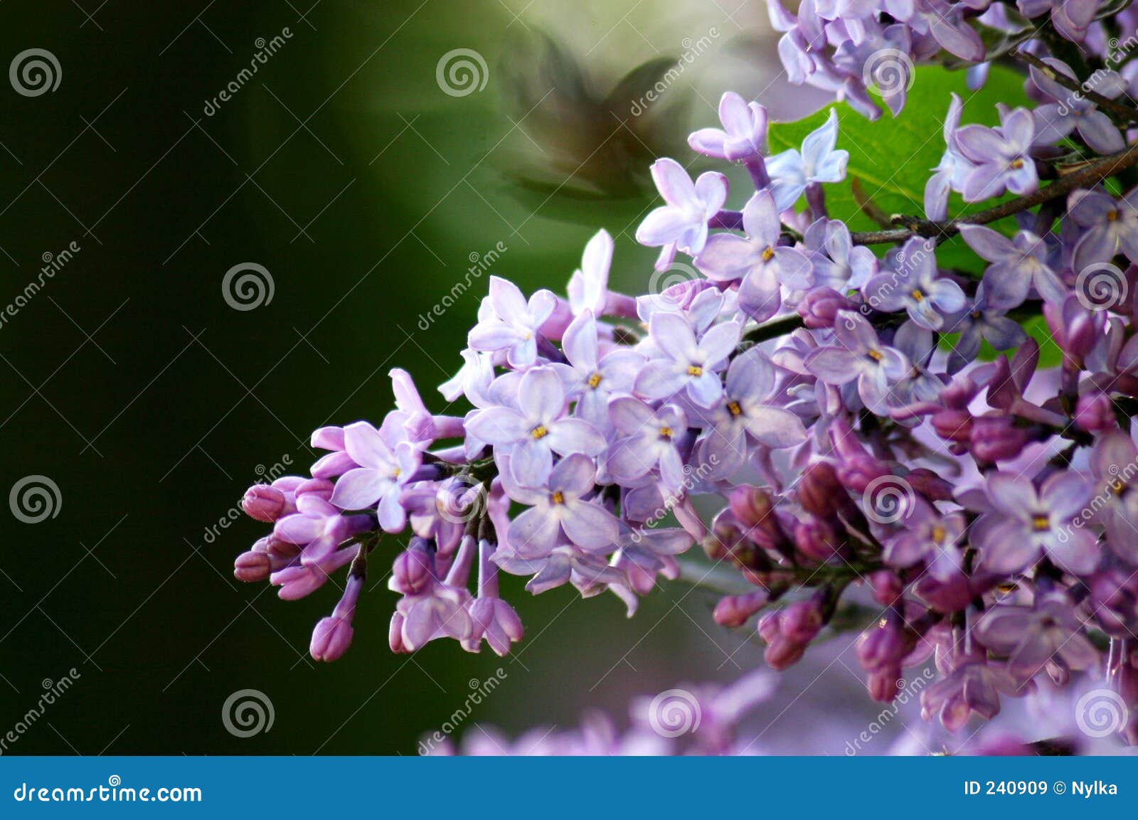 Lilac stock image. Image of bunch, fresh, garden, bloom - 240909