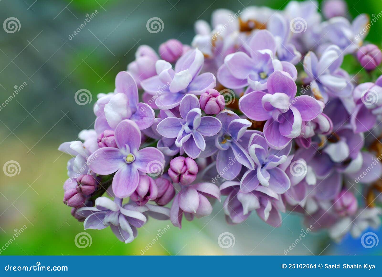 Lilac foto de stock. Imagem de projeto, matrizes, floral - 25102664