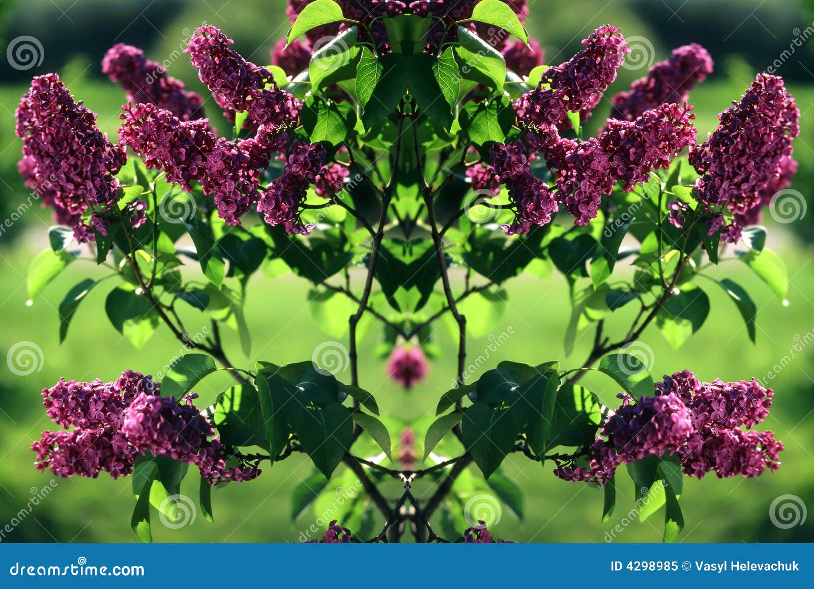 Lilac, stock image. Image of closeup, horticulture, pink - 4298985