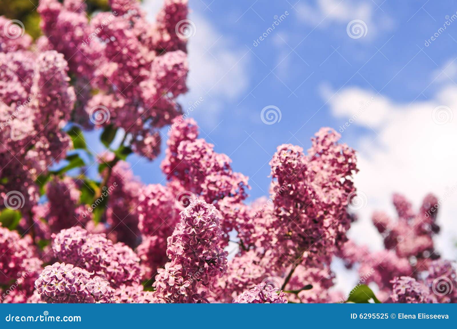 Lilac stock image. Image of flower, gardening, decoration - 6295525