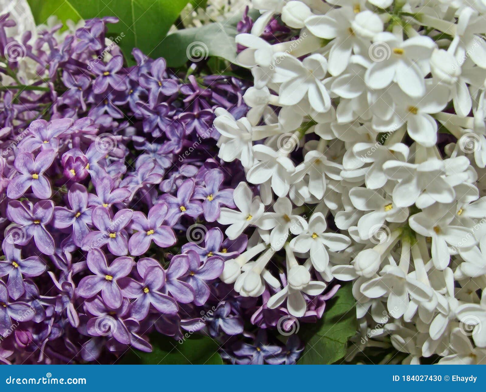 Lilac. All Types of Lilac Differ in Beautiful Colors, Which is Why they ...