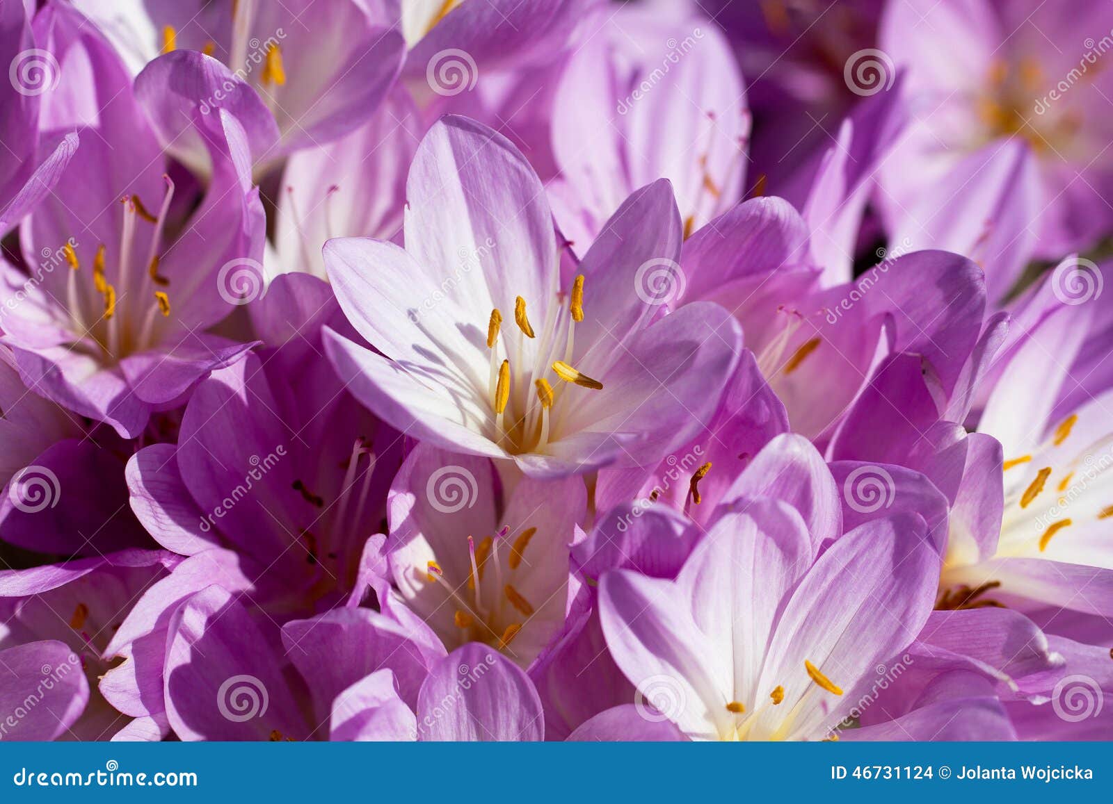 Lilac Autumn Crocus Flowers Blooming in the Garden Stock Photo - Image ...