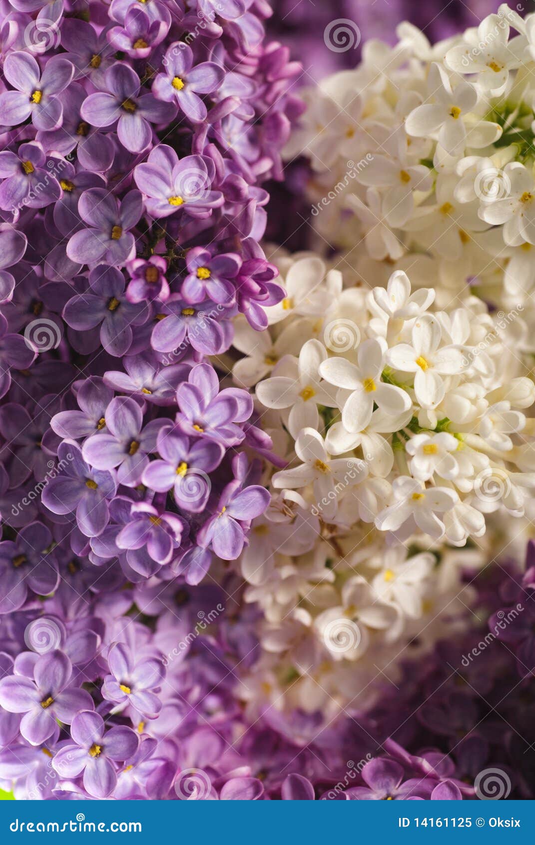 Lilac background stock image. Image of petal, garden - 14161125