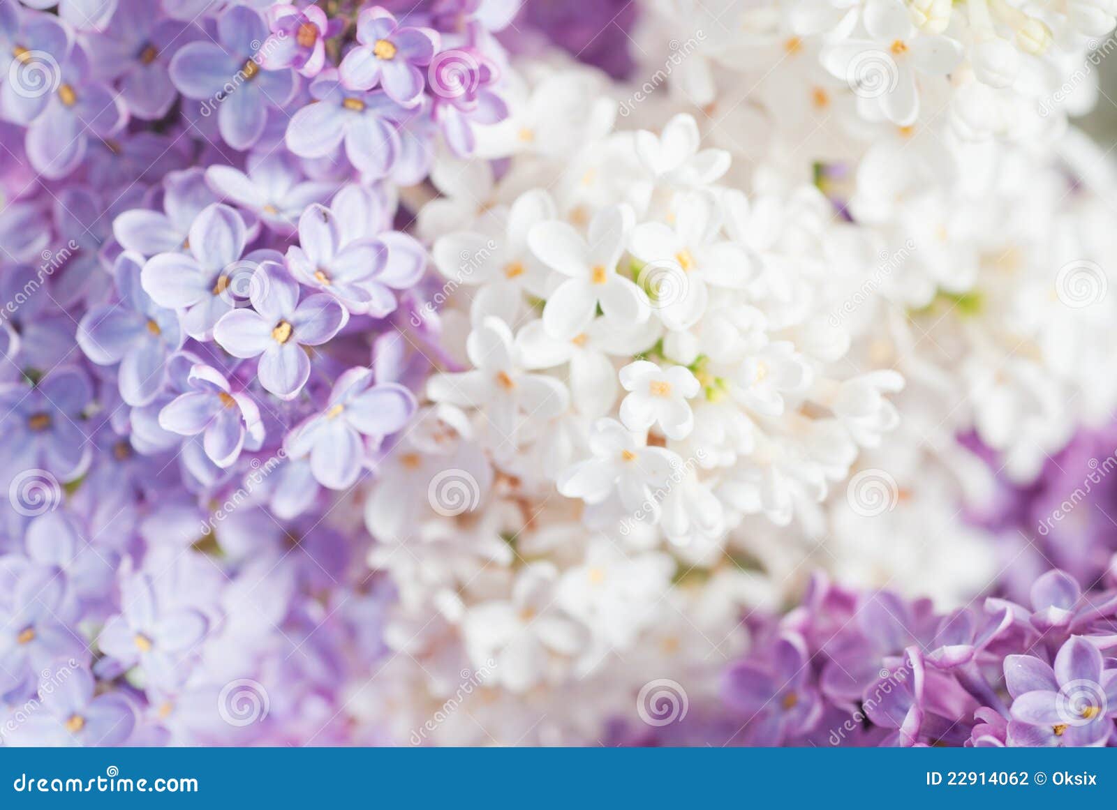 Lilac background stock photo. Image of plant, spring - 22914062