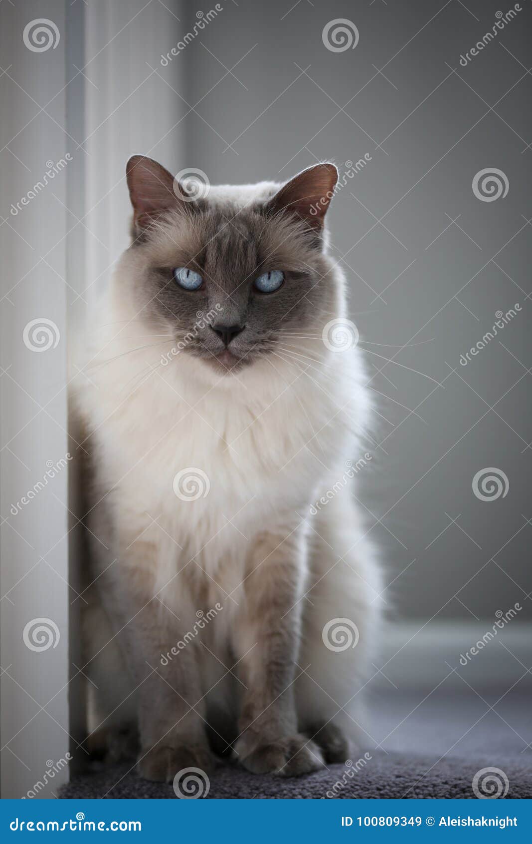 Lilac Balinese Kat stock afbeelding. Image of intens - 100809349