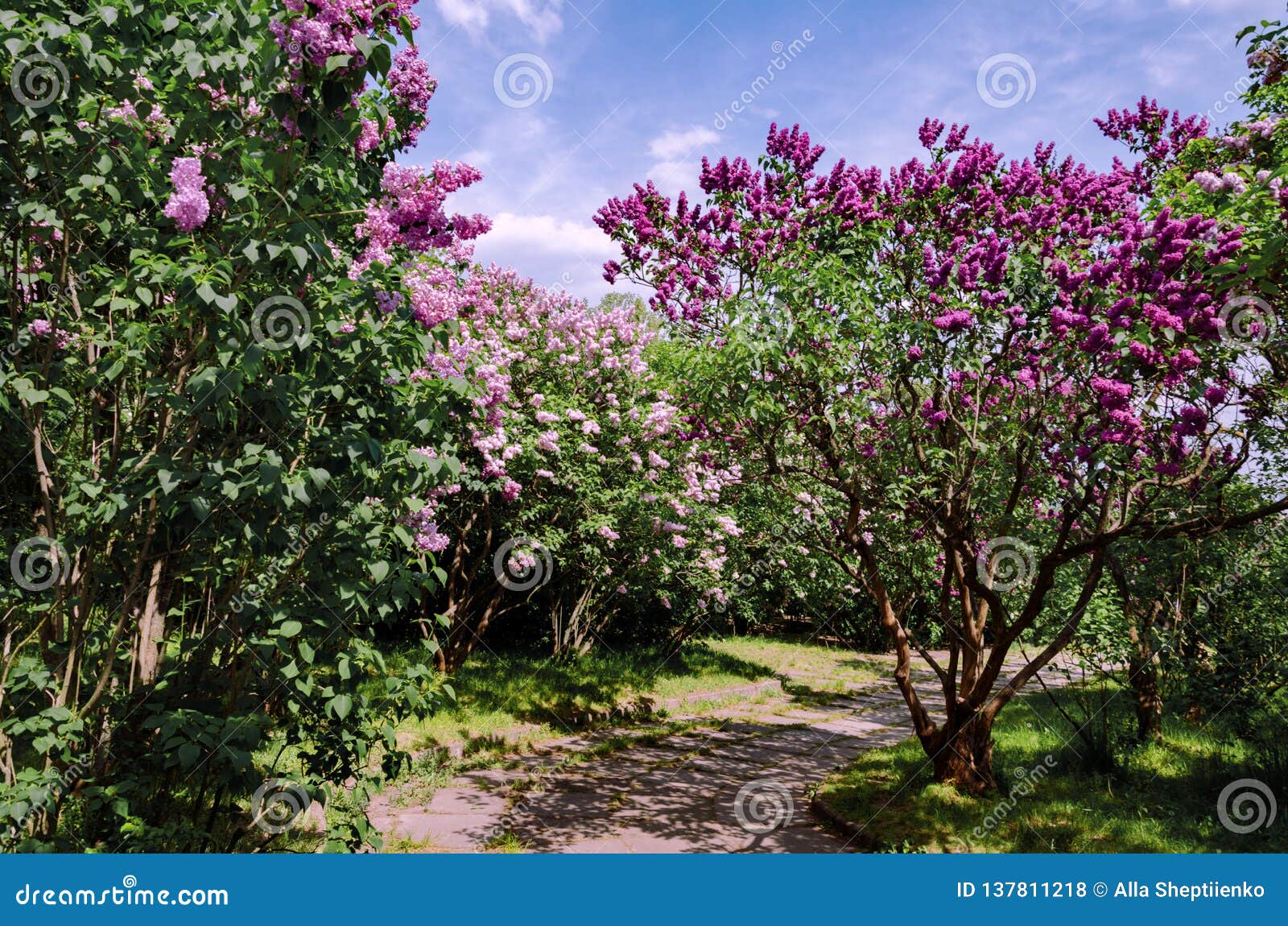 Lilac bloom in the garden stock photo. Image of flower - 137811218
