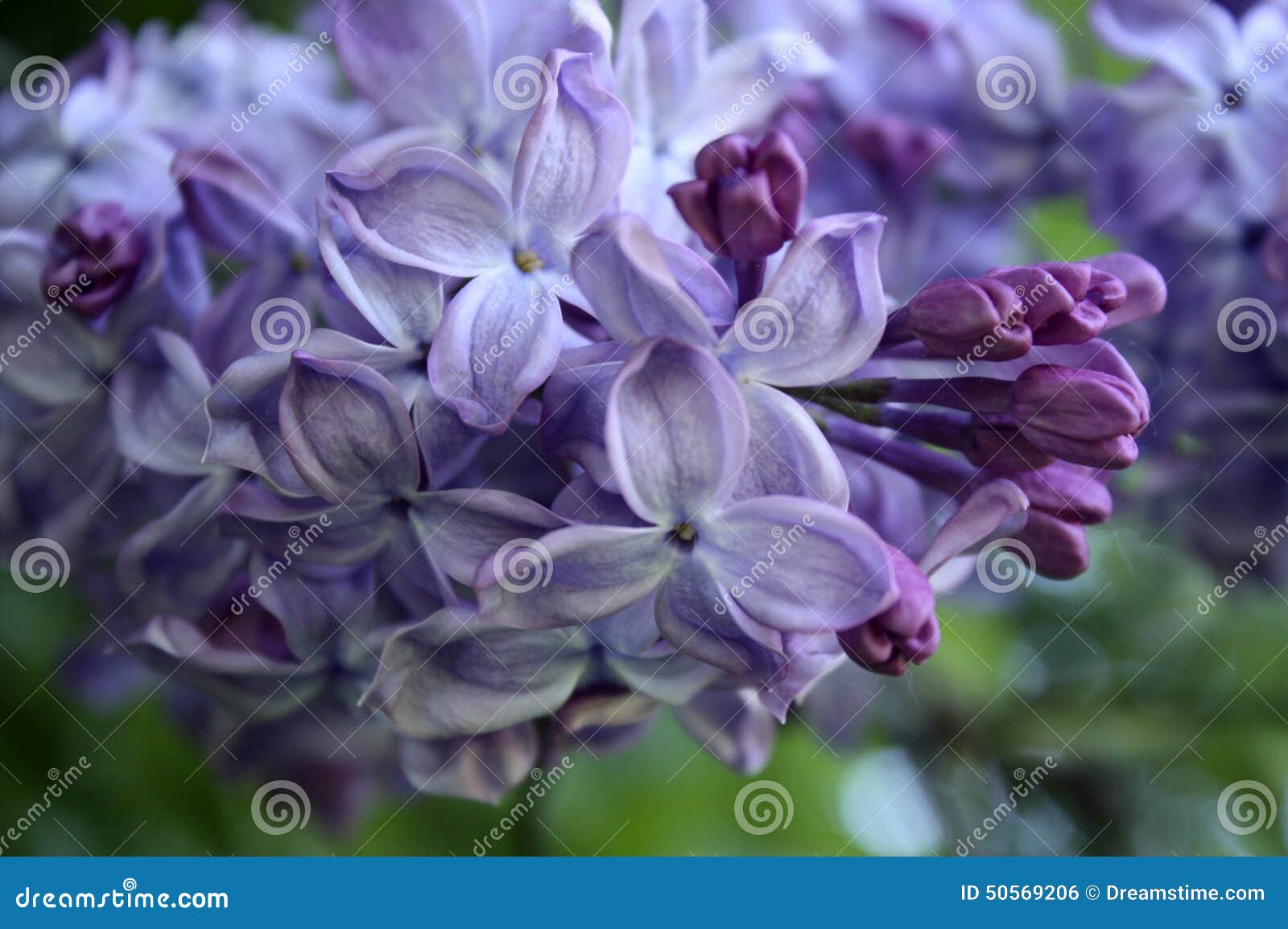 Lilac stock photo. Image of russia, purple, flowers, moscow - 50569206