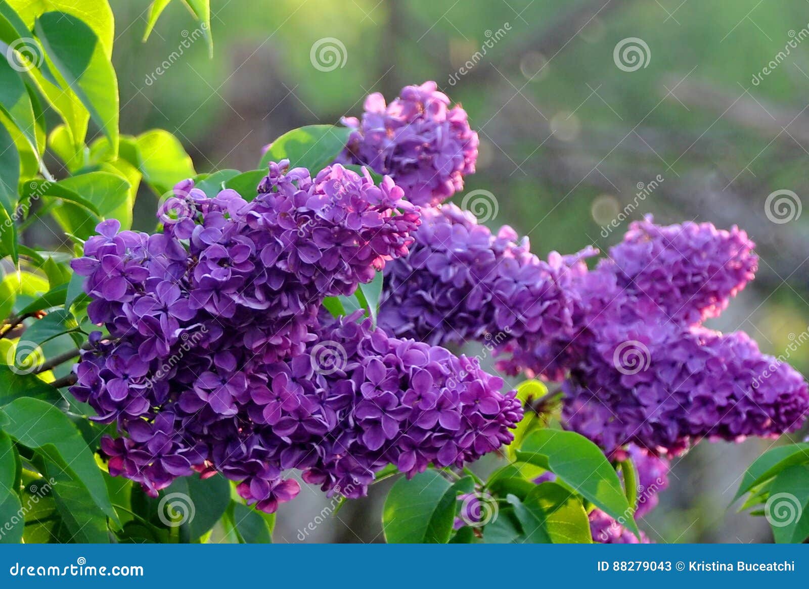 Lilac stock image. Image of flowers, garden, spring, sunlight - 88279043