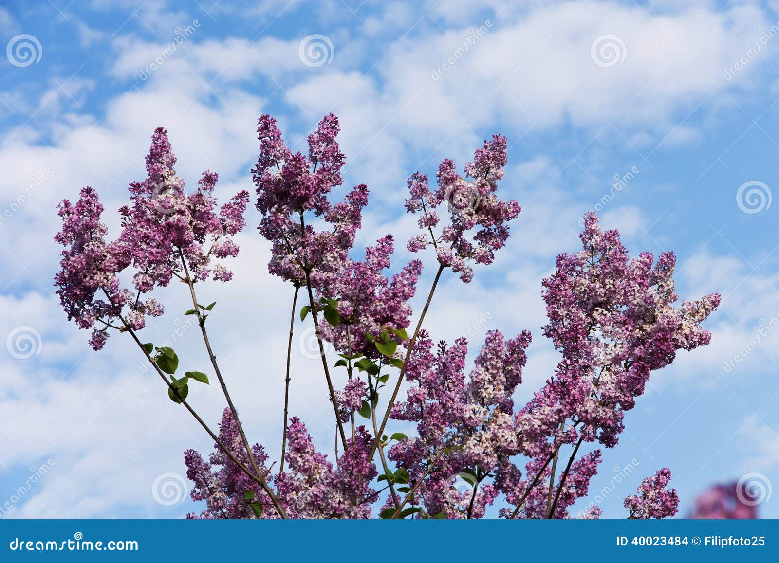 Lilac blooms stock photo. Image of shrub, blooming, outdoors - 40023484