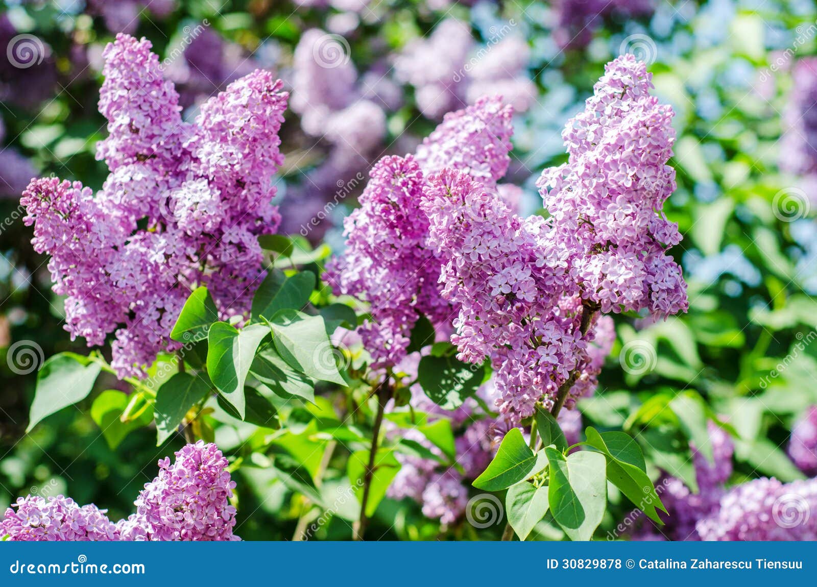 Lilac in blossom stock photo. Image of blossom, leaves - 30829878