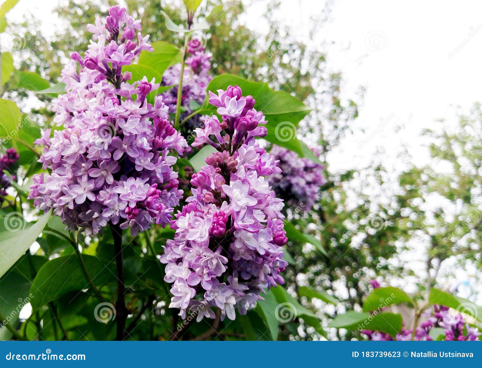 Lilac Blossom in Spring Scene. Spring Blooming Lilac Flowers Stock ...