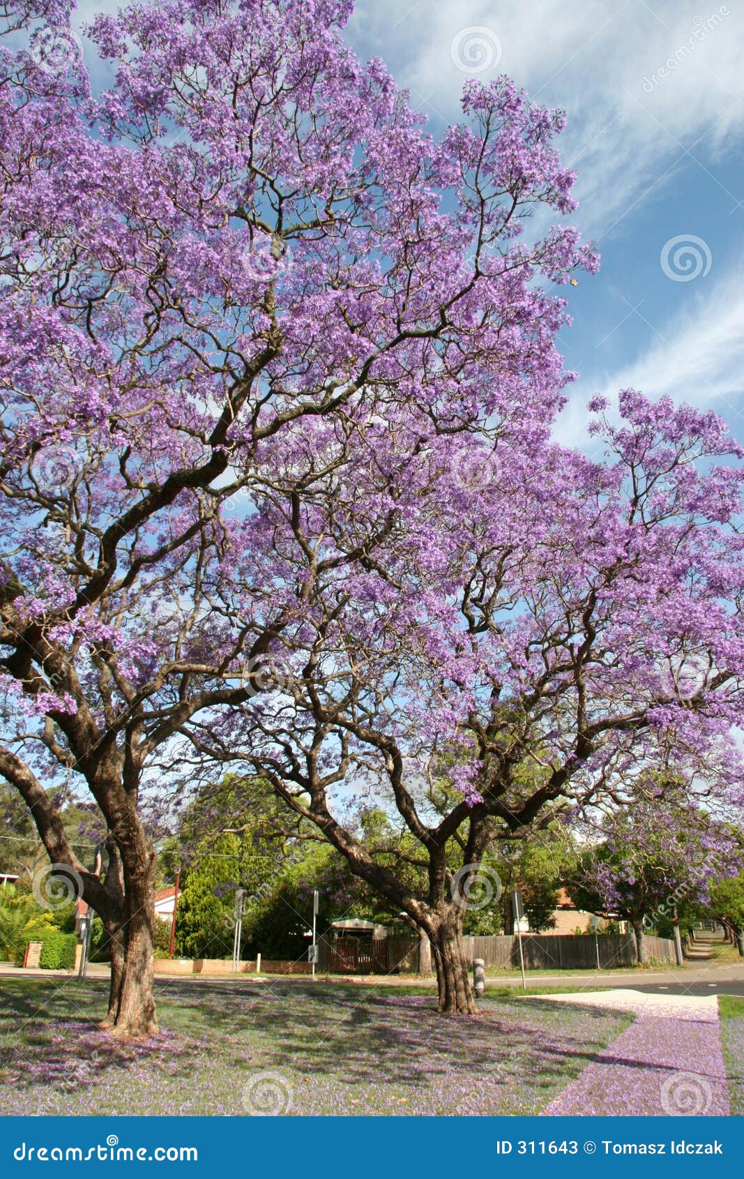 Lilac blossom on trees stock image. Image of coloured, flora - 311643