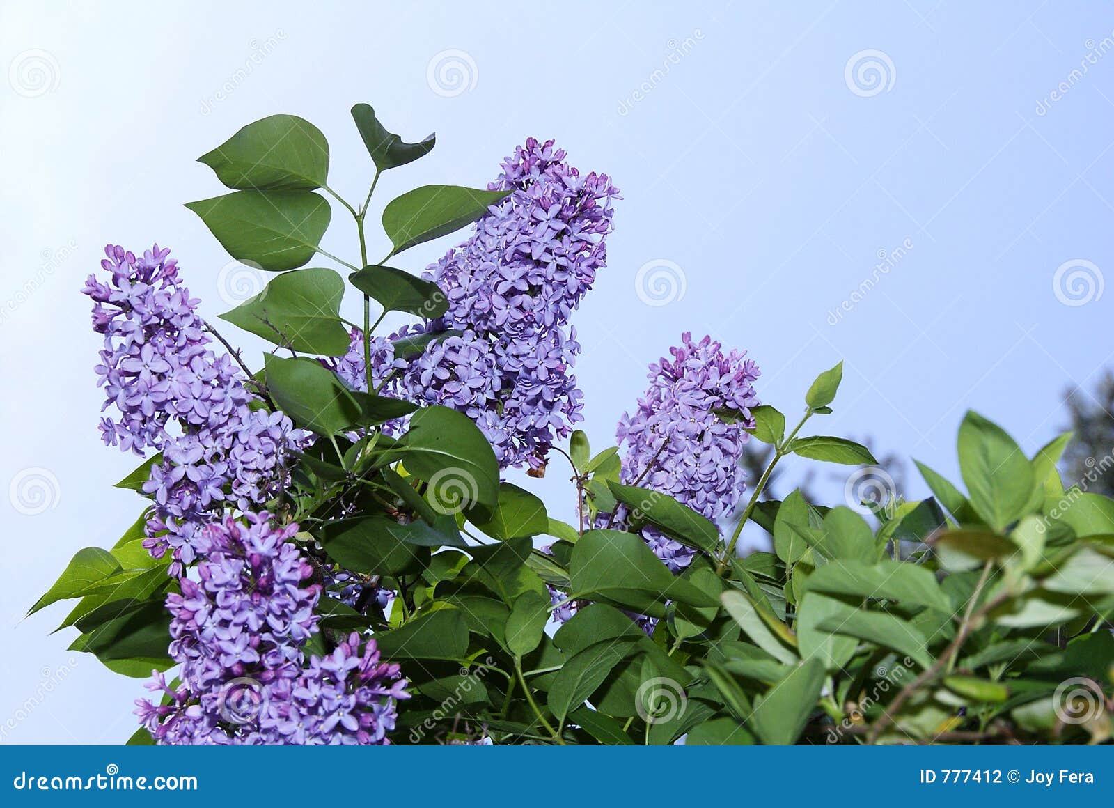 Lilac Blossoms stock photo. Image of life, spring, bush - 777412