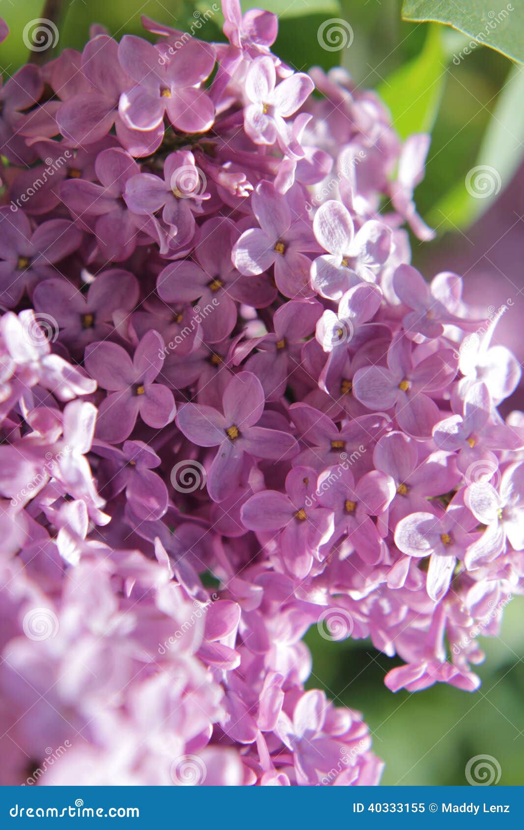 LILAC BLOSSOMS stock image. Image of spring, close, blossoms - 40333155