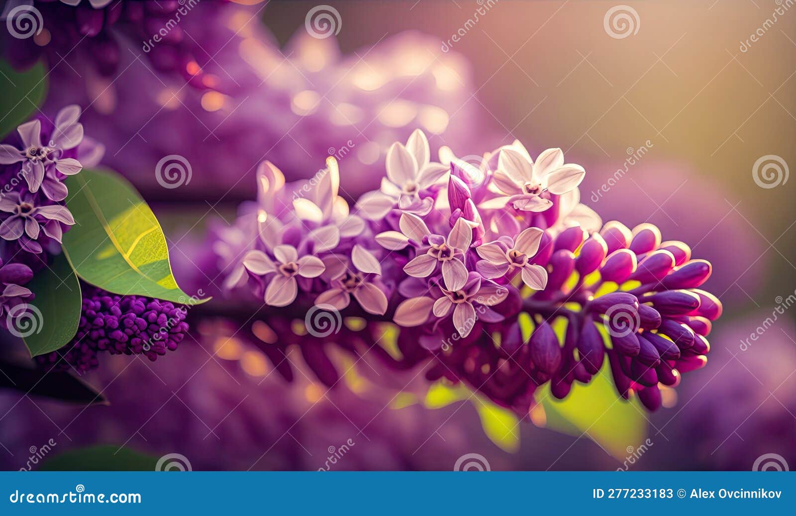 Lilac Blossoms in a Spring Garden Background for Invitations and ...