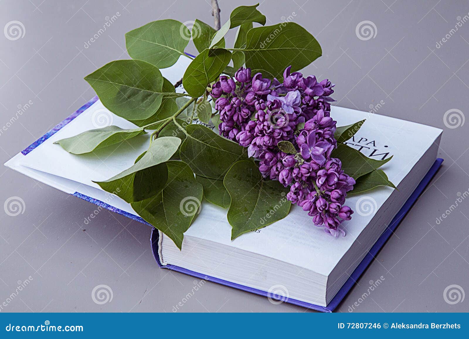 Lilac on the book stock photo. Image of book, green, summer - 72807246