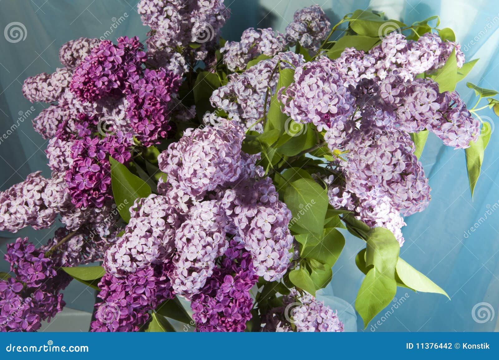 Lilac bouquet stock photo. Image of floral, color, field - 11376442