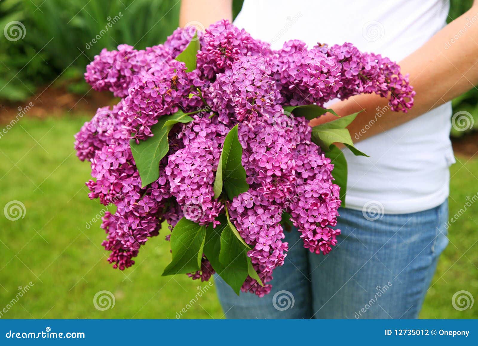 Lilac Bouquet stock photo. Image of nature, color, bunch - 12735012