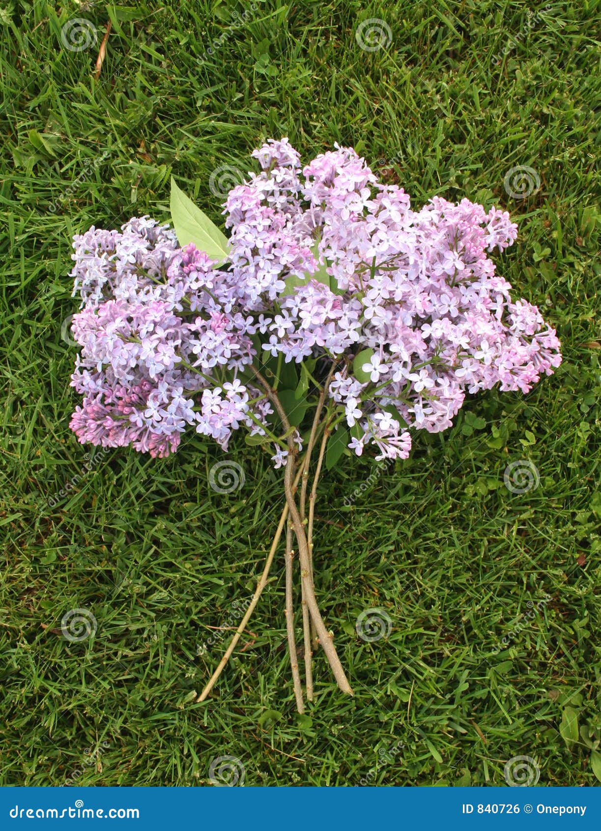 Lilac Bouquet stock photo. Image of fragrance, bloom, scented - 840726