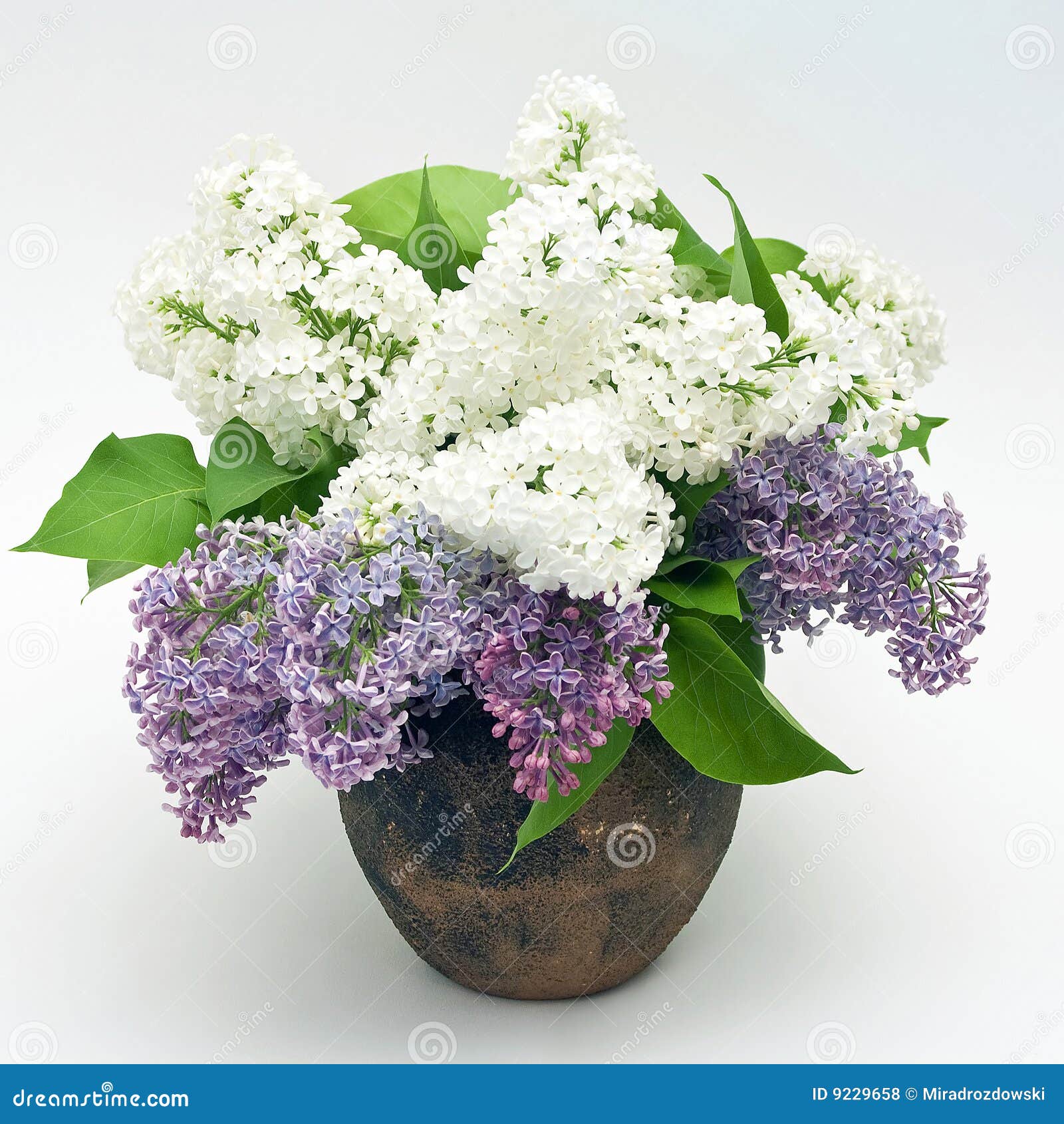 Lilac bouquet stock photo. Image of season, botany, white - 9229658