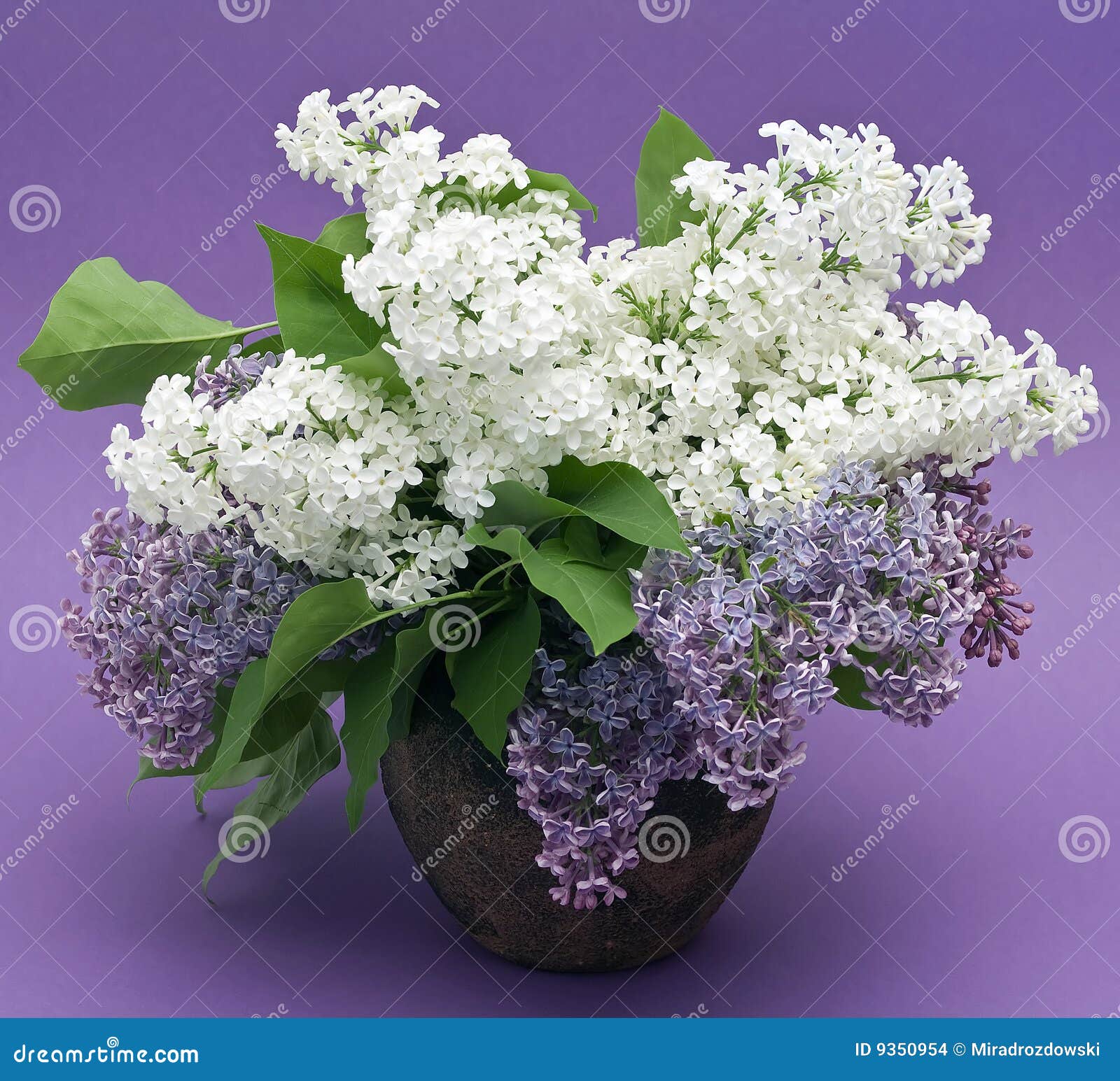 Lilac bouquet stock photo. Image of season, purple, frame - 9350954