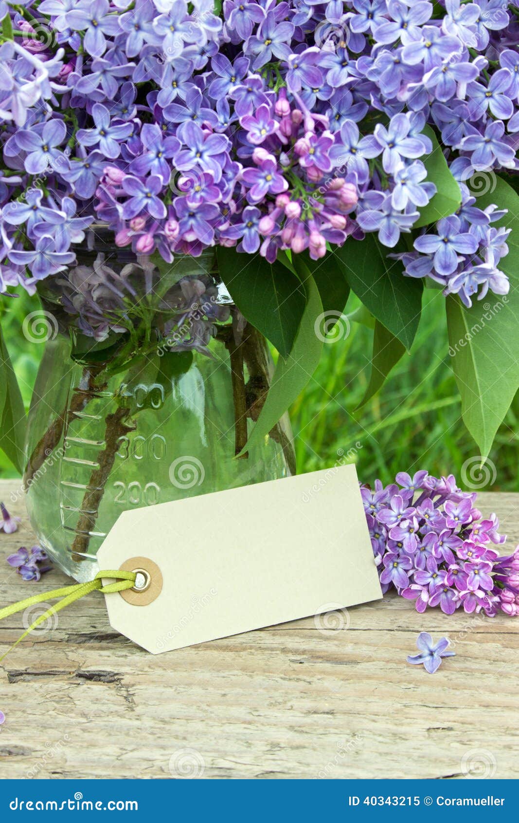 Lilac stock image. Image of lilac, green, smell, glass - 40343215