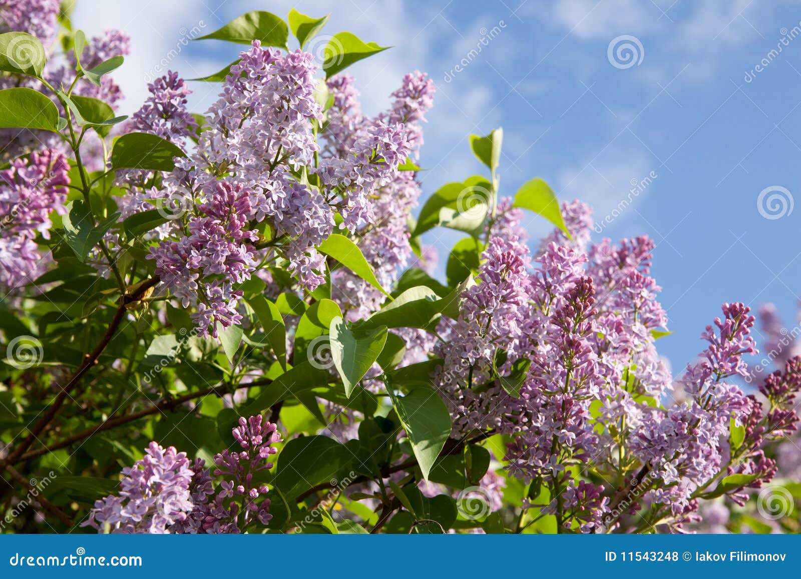 Lilac branch stock photo. Image of bush, botany, bunch - 11543248