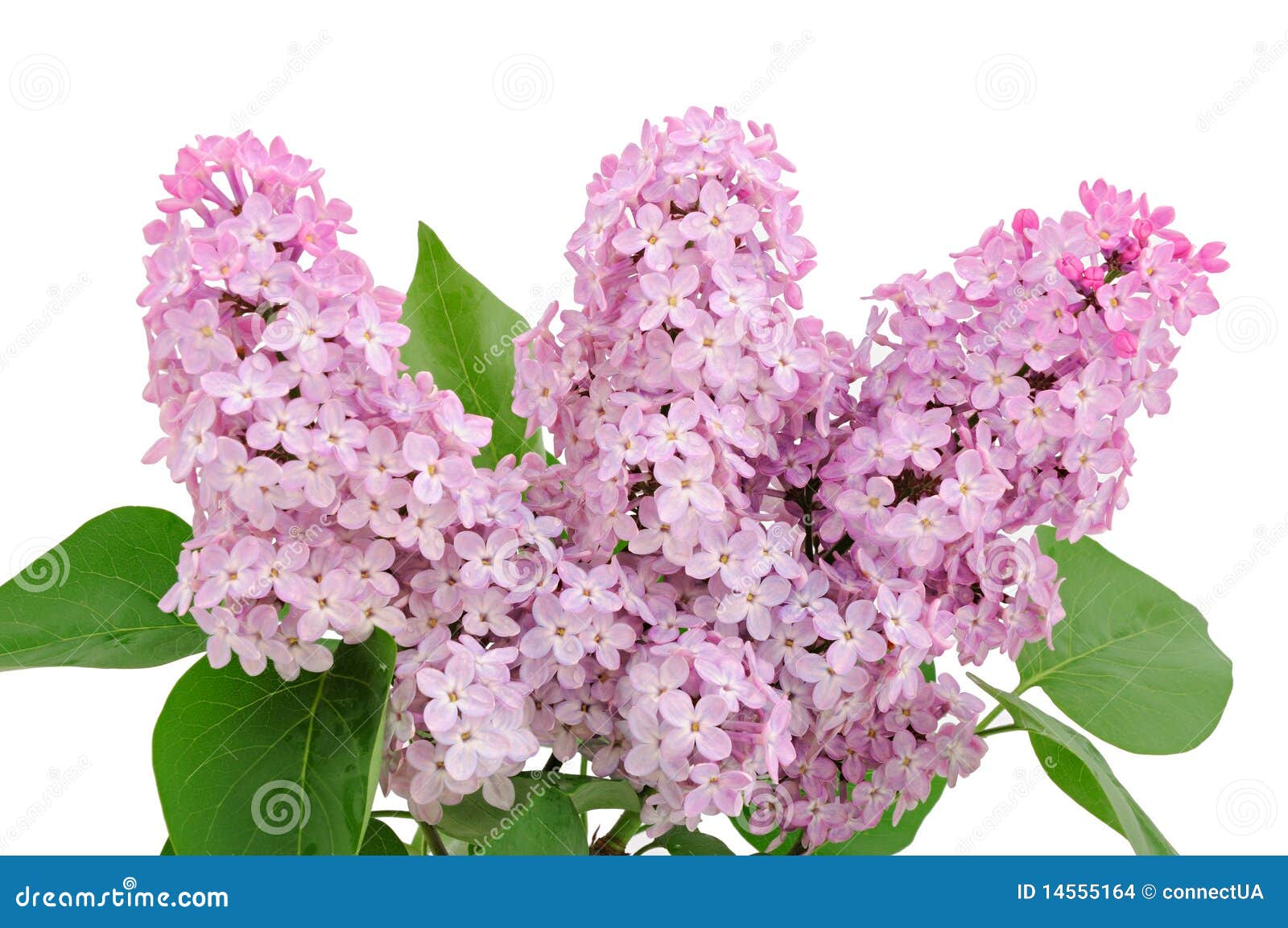 Lilac branch stock photo. Image of close, pattern, farm - 14555164