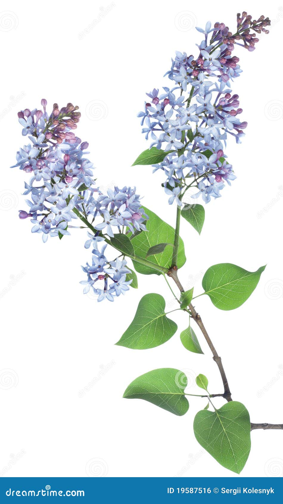 Lilac branch stock photo. Image of purple, plant, stamen - 19587516