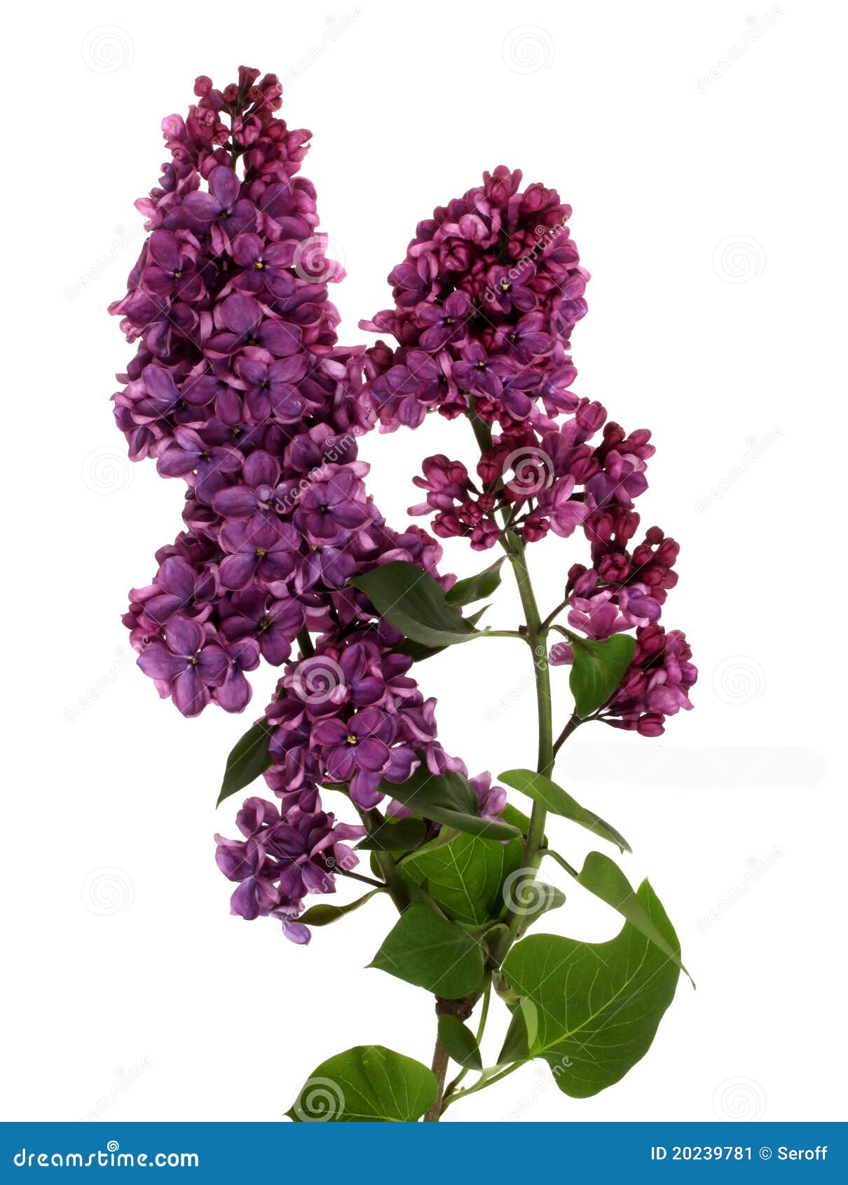 Lilac branch stock image. Image of botany, decoration - 20239781