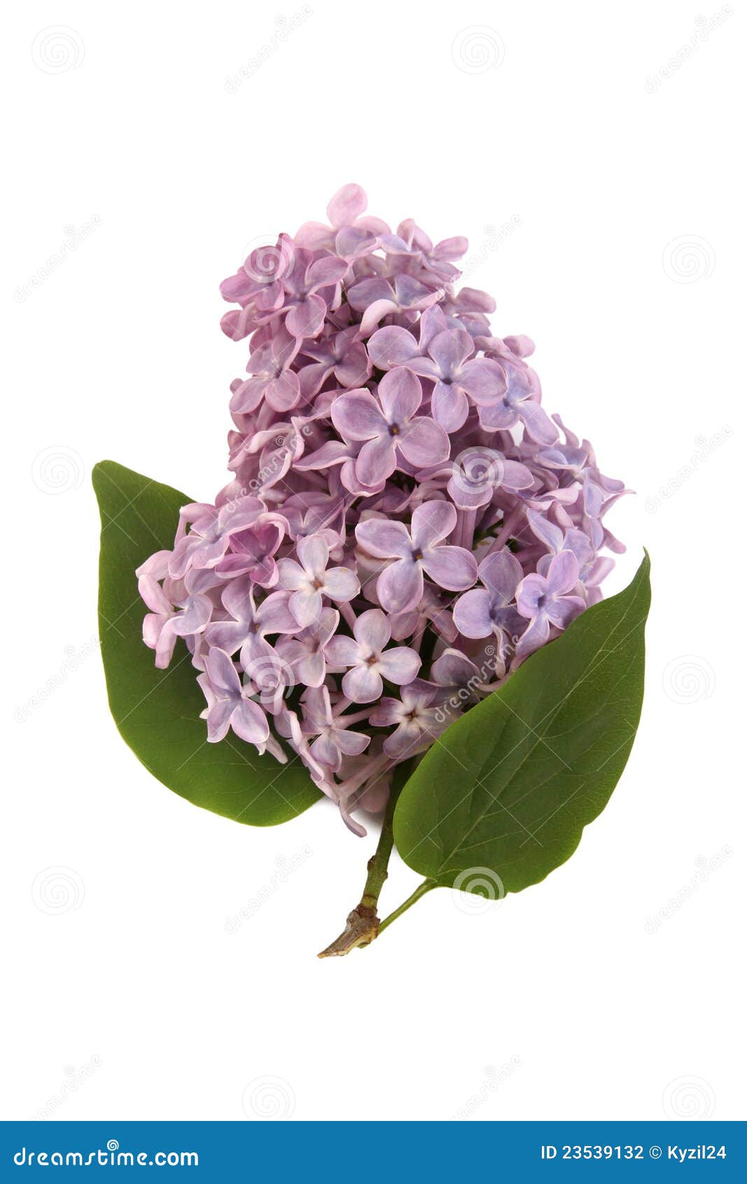 Lilac branch stock photo. Image of green, color, bunch - 23539132