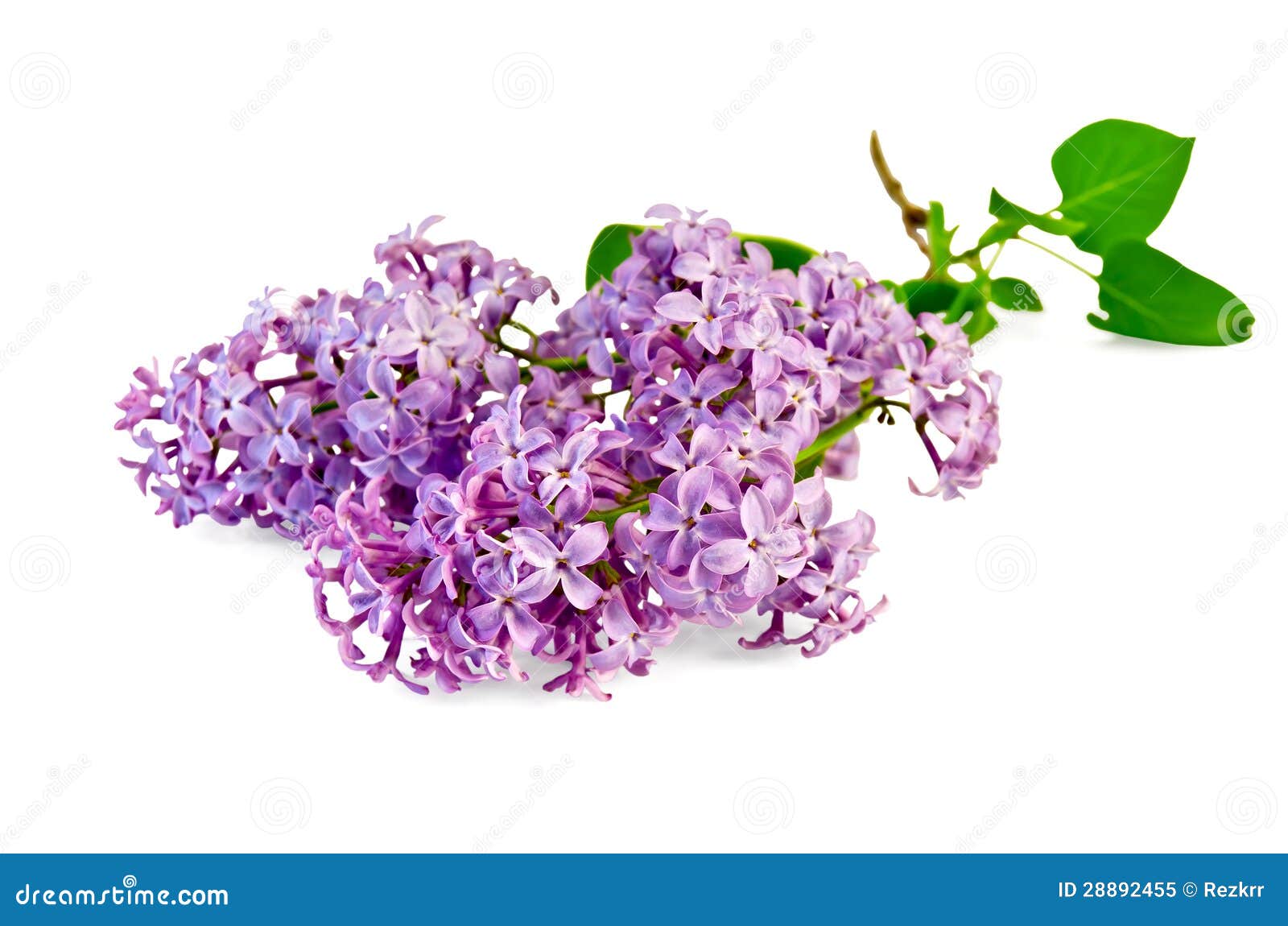 Lilac branch stock image. Image of flora, cutout, aroma - 28892455