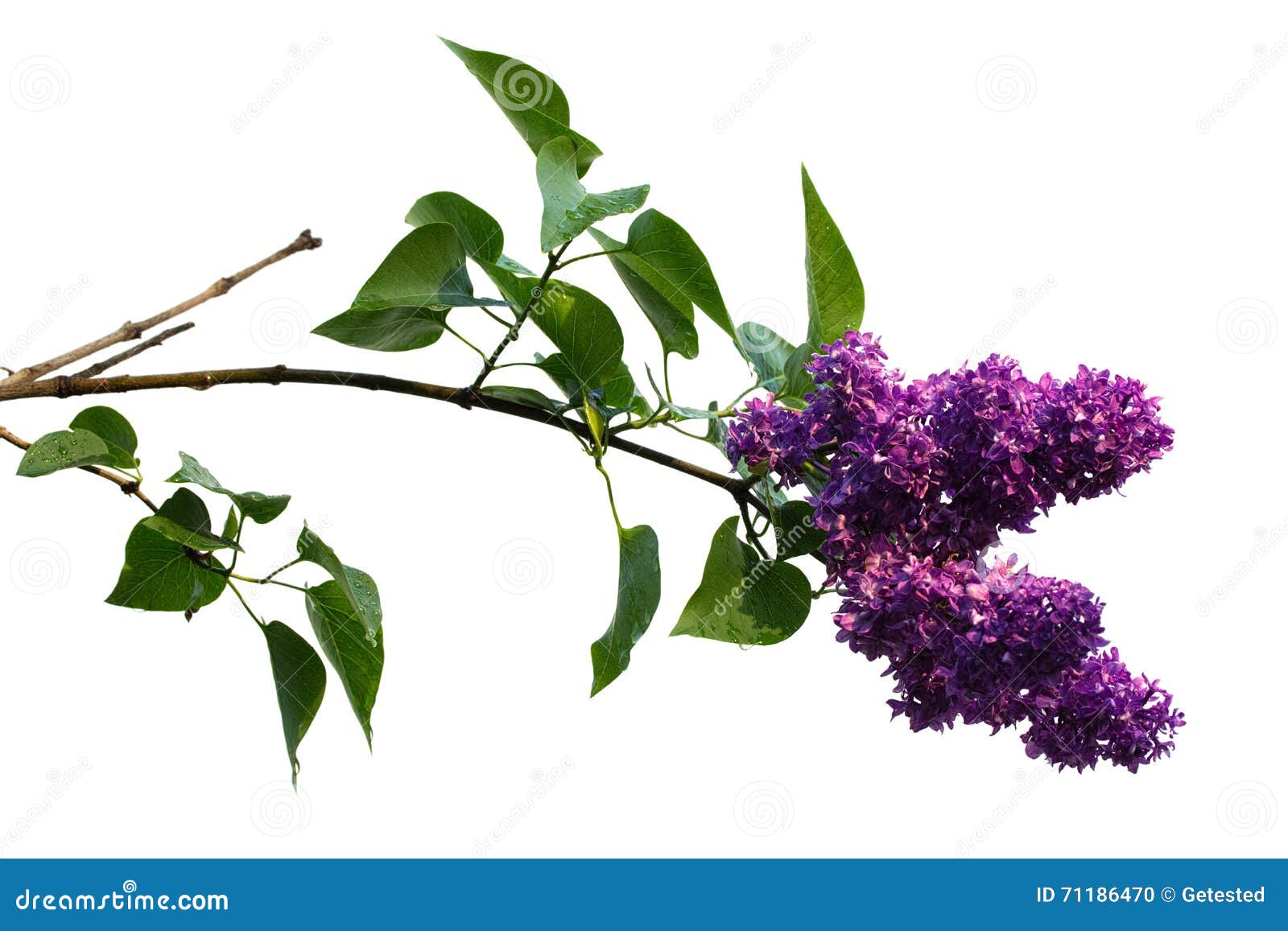 Lilac branch stock photo. Image of alive, garden, tree - 71186470