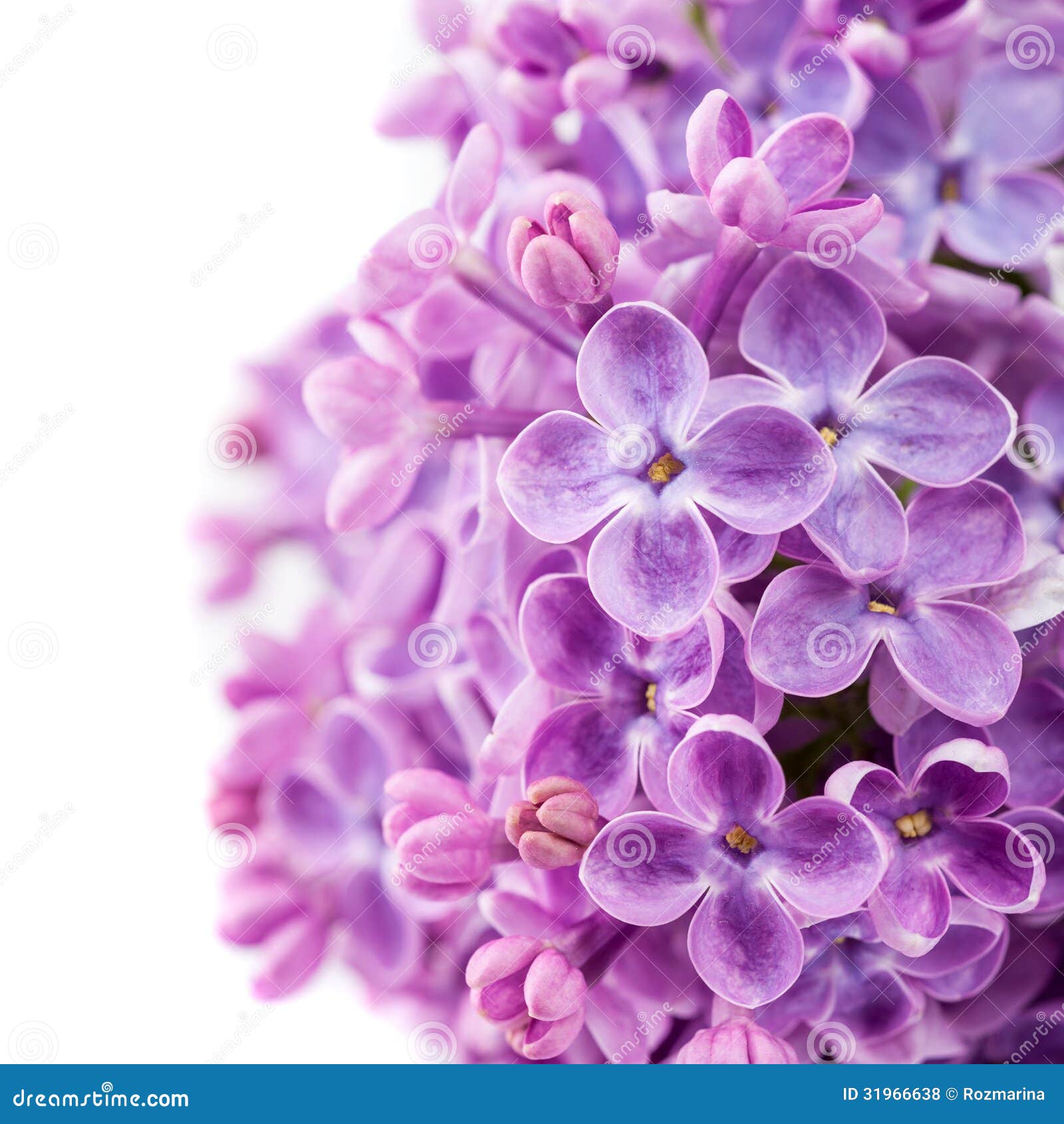 Lilac branch stock photo. Image of flora, branch, card - 31966638